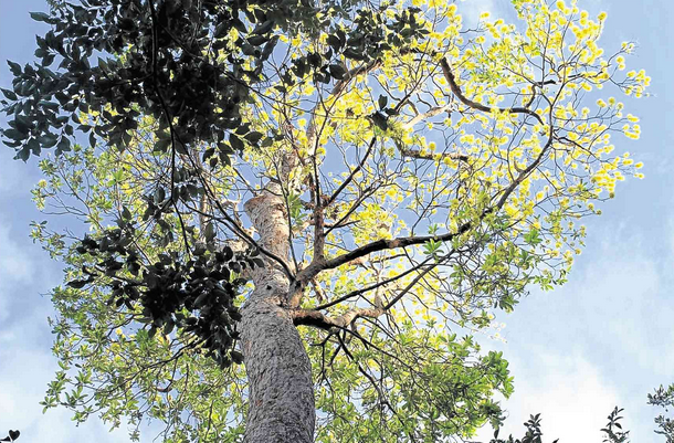 Giving new life to native trees – Save Our Roots